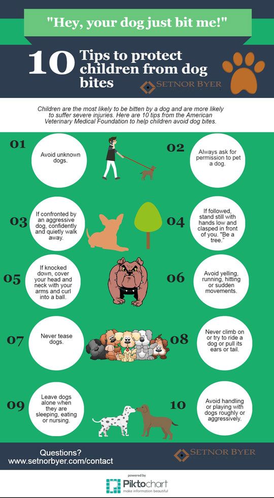 Hey, Your Dog Bit Me! Understanding Liability and Insurance Coverage ...